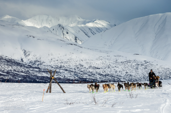 Iditarod 2020 - March 13th – The Alaska Life