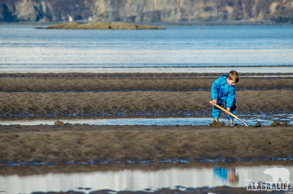 Alaska Clamming - Digging Razor Clams – The Alaska Life