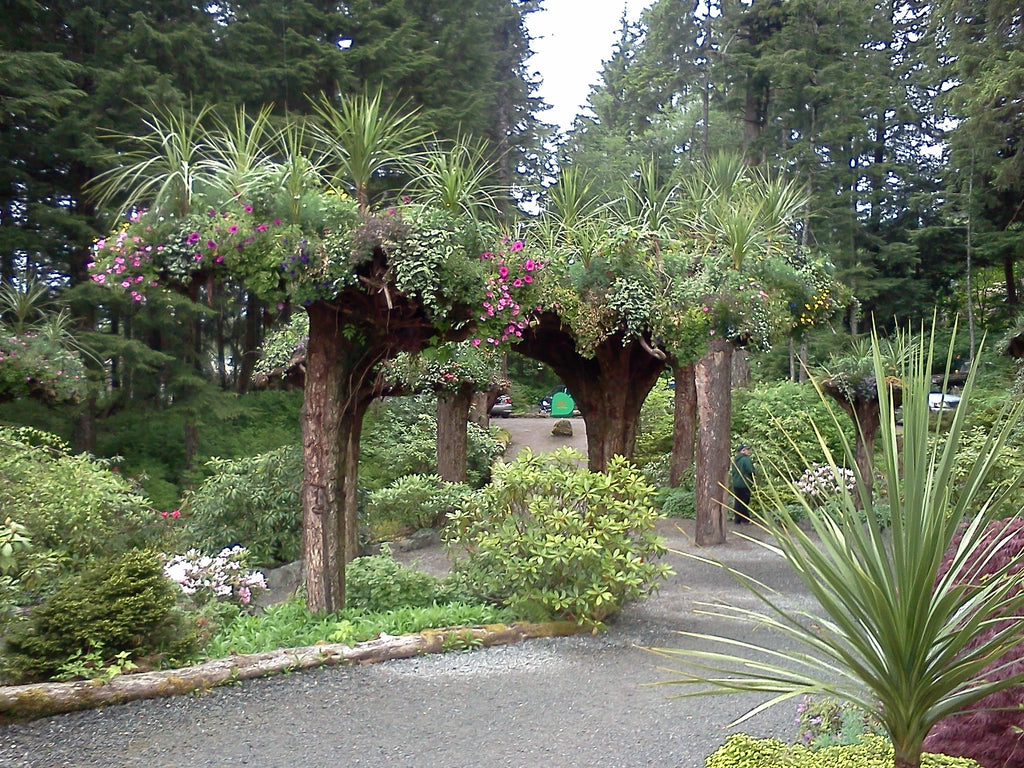 Upside Down Tree Forest The Upside Down Tree • Boabab Tree